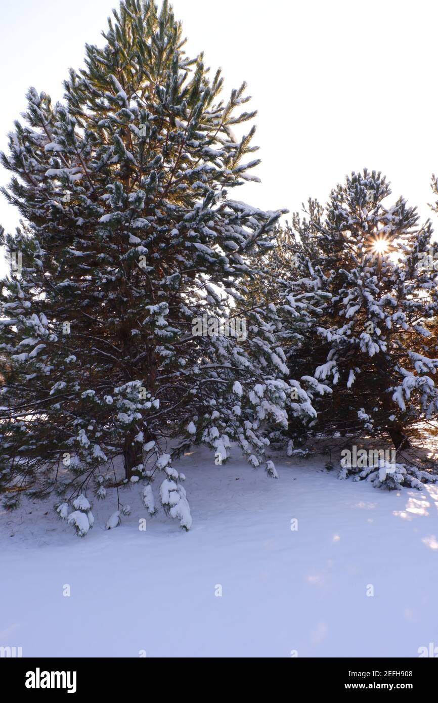 Tree under a snow hi-res stock photography and images - Alamy