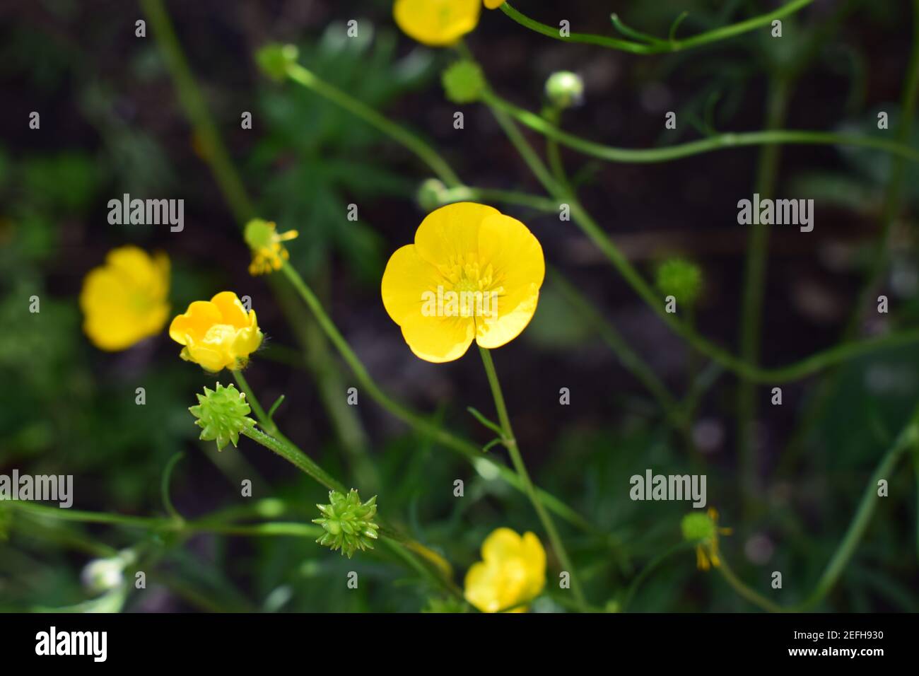 Ranunculus acris (meadow buttercup, tall buttercup, giant buttercup ...