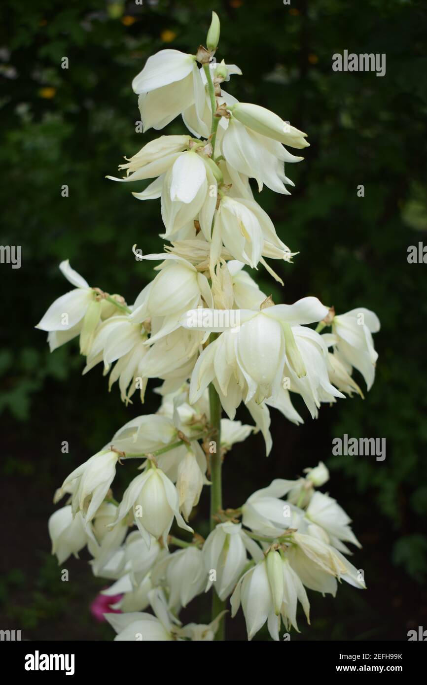 Yucca bush in bloom. Large white southern flower. A closeup of the ...