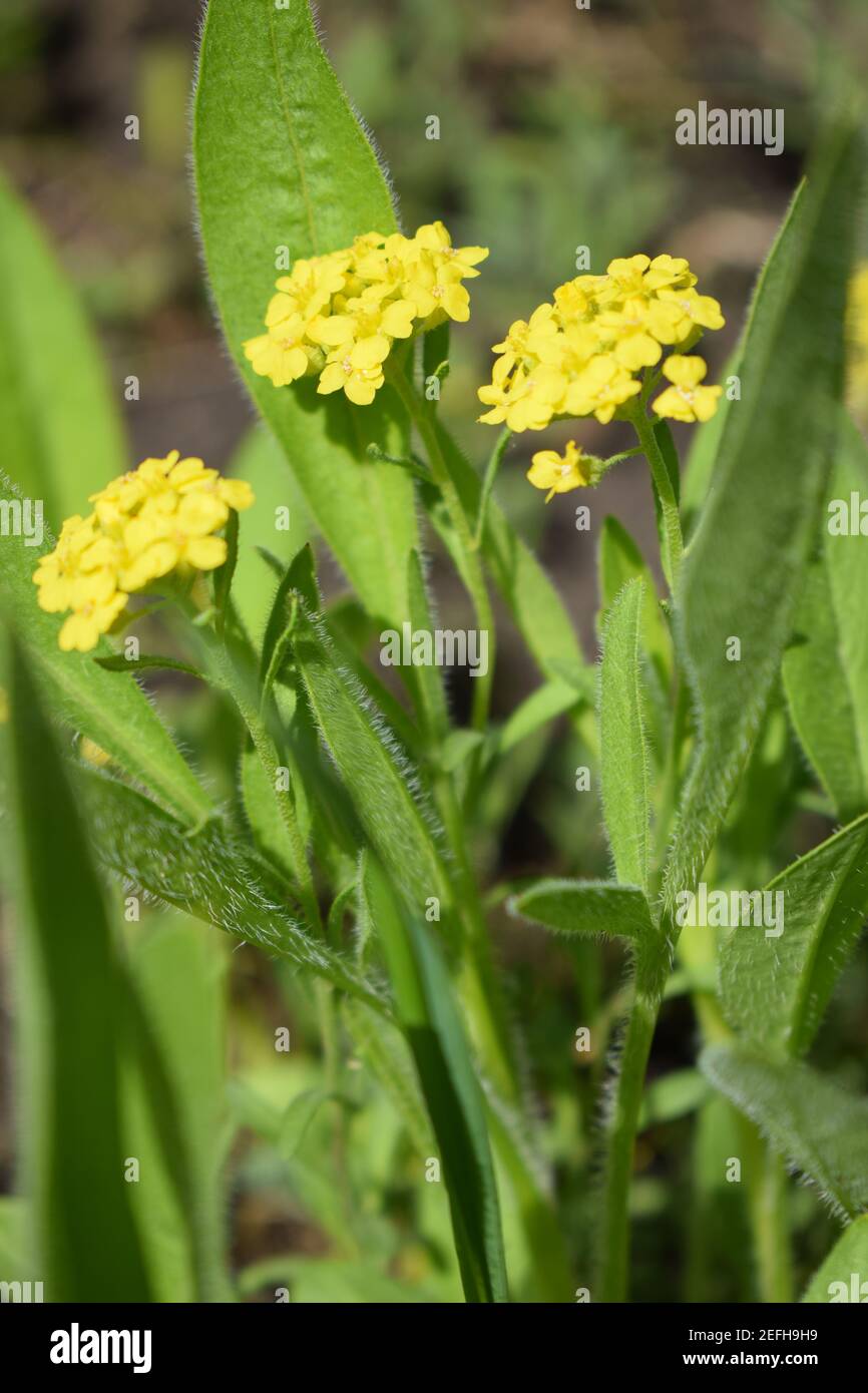 Golden alyssum (Aurinia saxatilis) yellow flowers in full bloom during ...