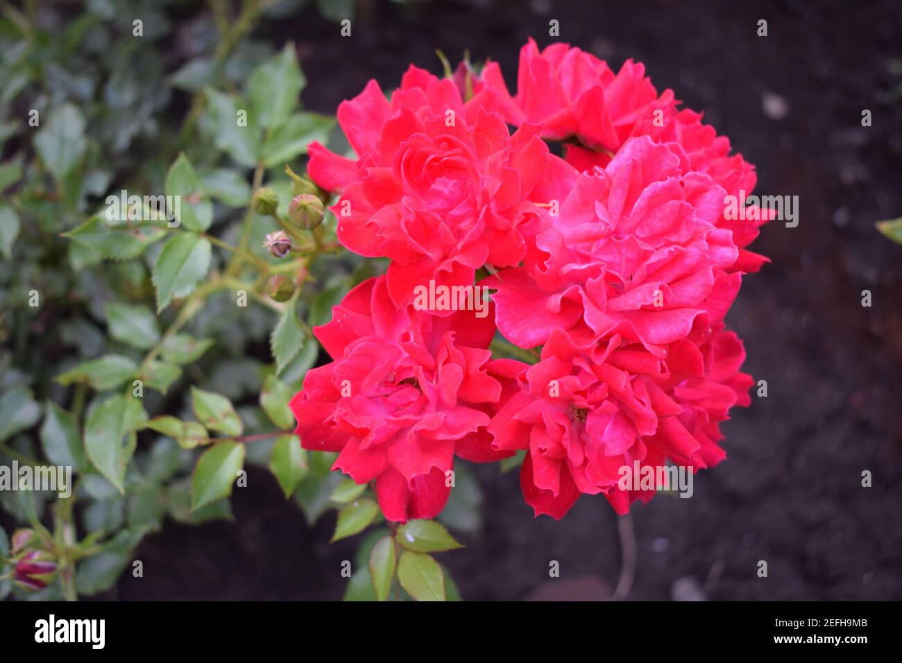 Small red roses macro in the garden. Red roses blossom, fresh natural ...