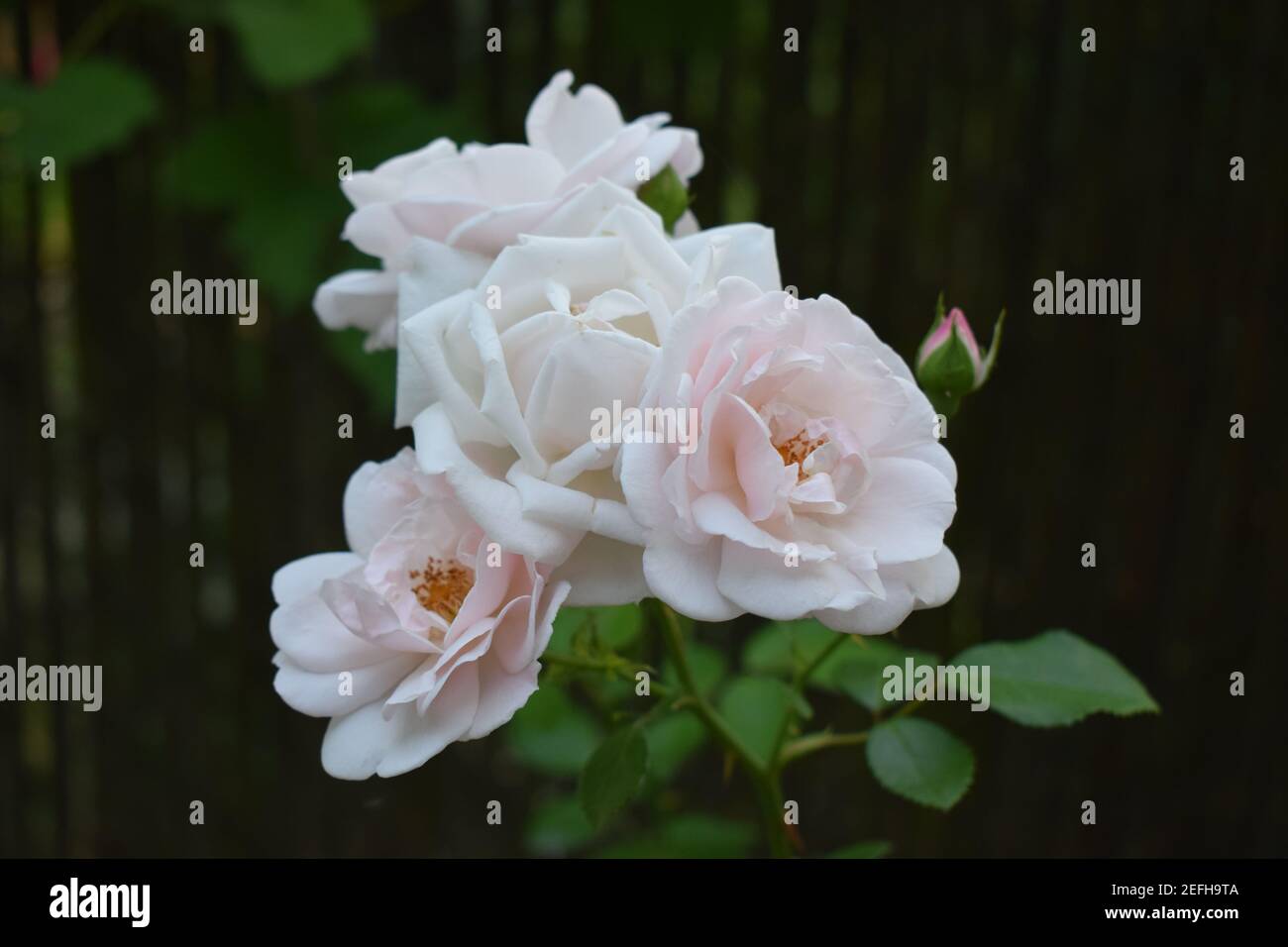 White rose in the garden. Beautiful pale pink rose blossoms on a bush ...