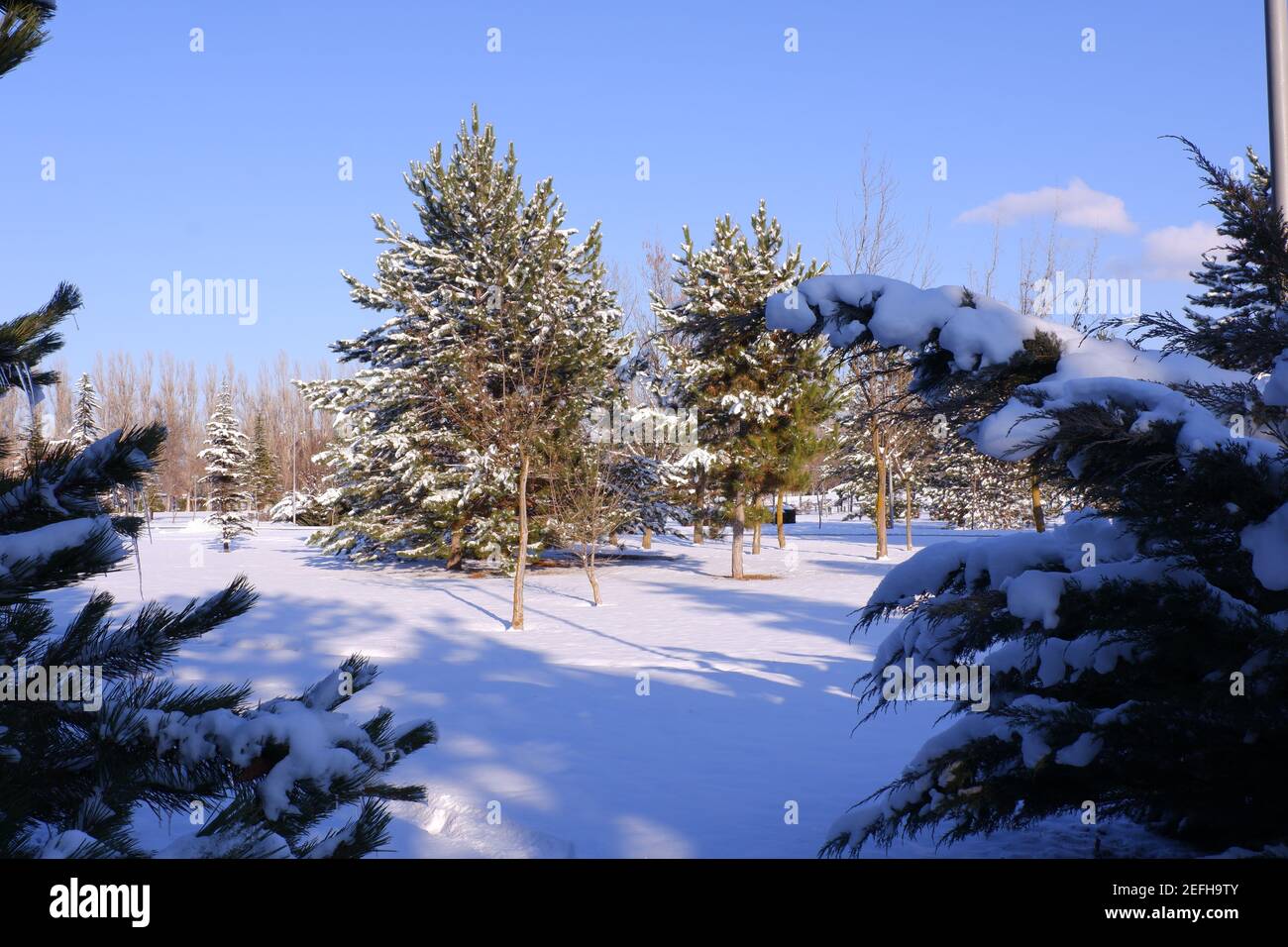 Oak tree in december snow hi-res stock photography and images - Alamy