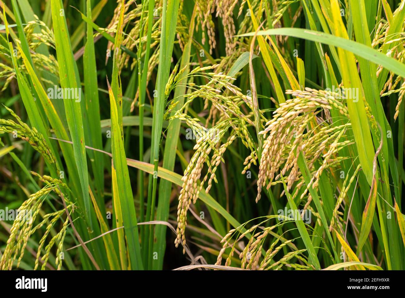 Rise plant with golden harvest closes up view photograph Stock Photo ...