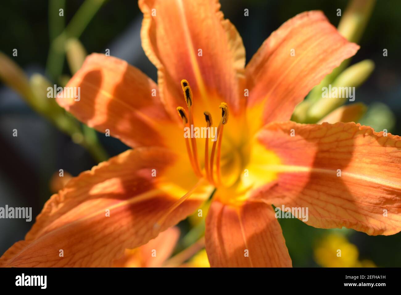Orange lily flowers in nature. Charming blooming tender lily flower ...