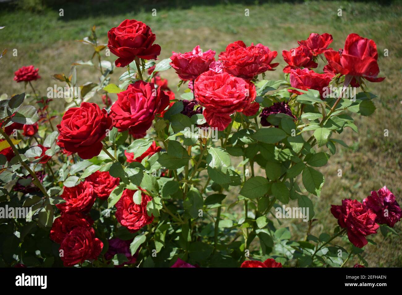 Red marble rose-spray with a marble coloring of dark red strokes (angle ...