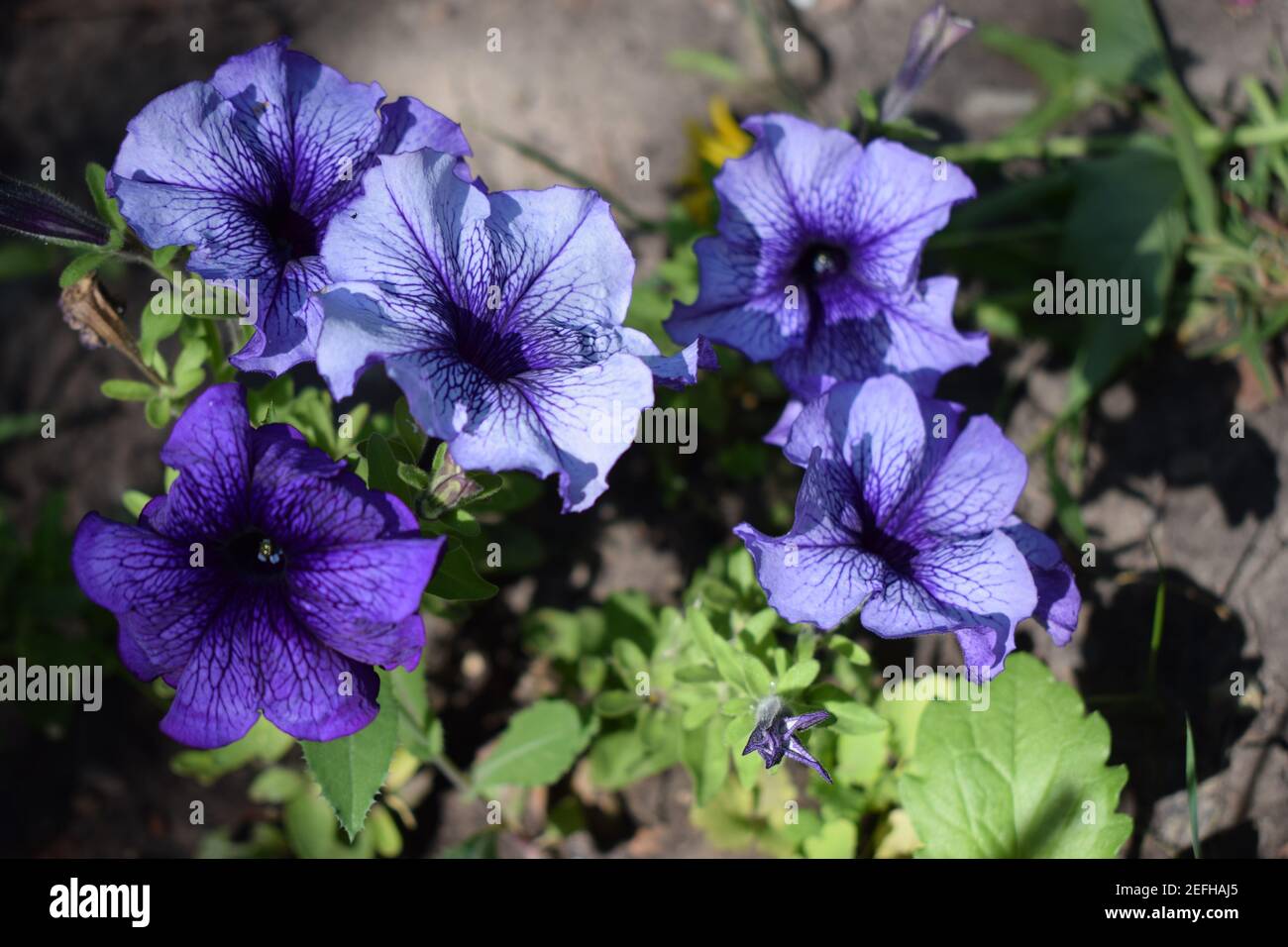 Garden petunia petunia blue vein hi-res stock photography and images ...