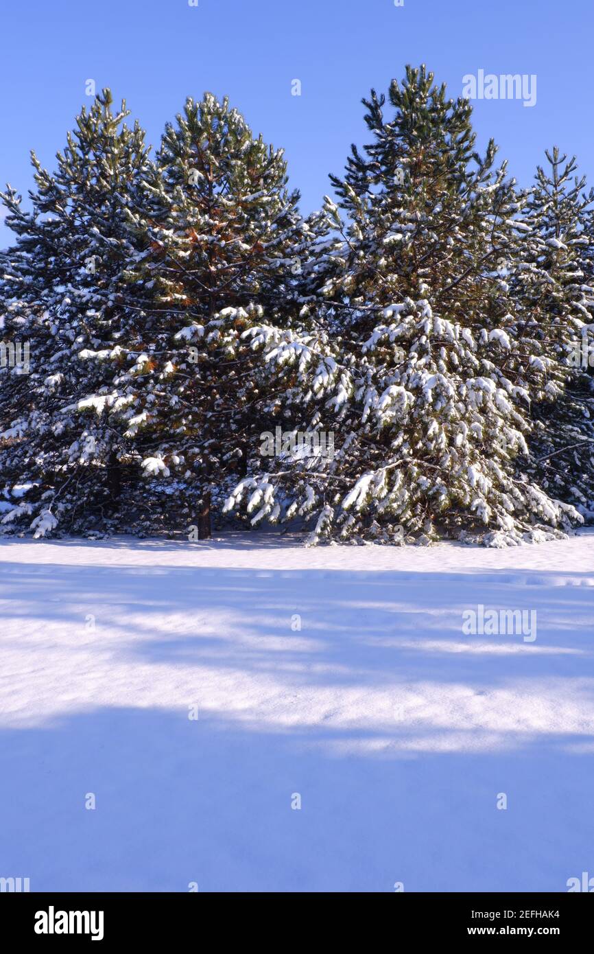 Oak tree in december snow hi-res stock photography and images - Alamy