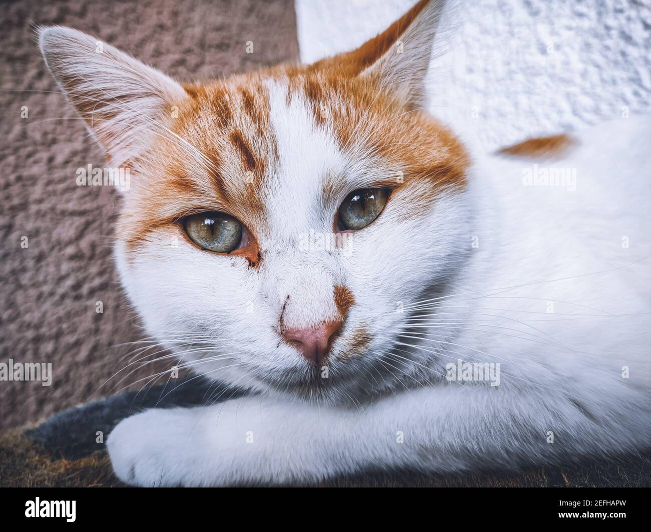 Relaxed cat watching around Stock Photo - Alamy