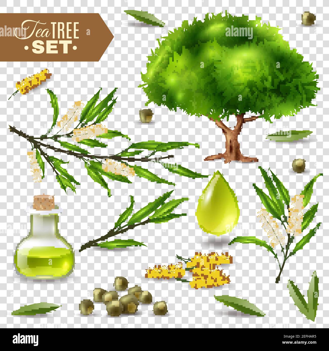 Botanical realistic set with tea tree flowers leaves and bottle with ...