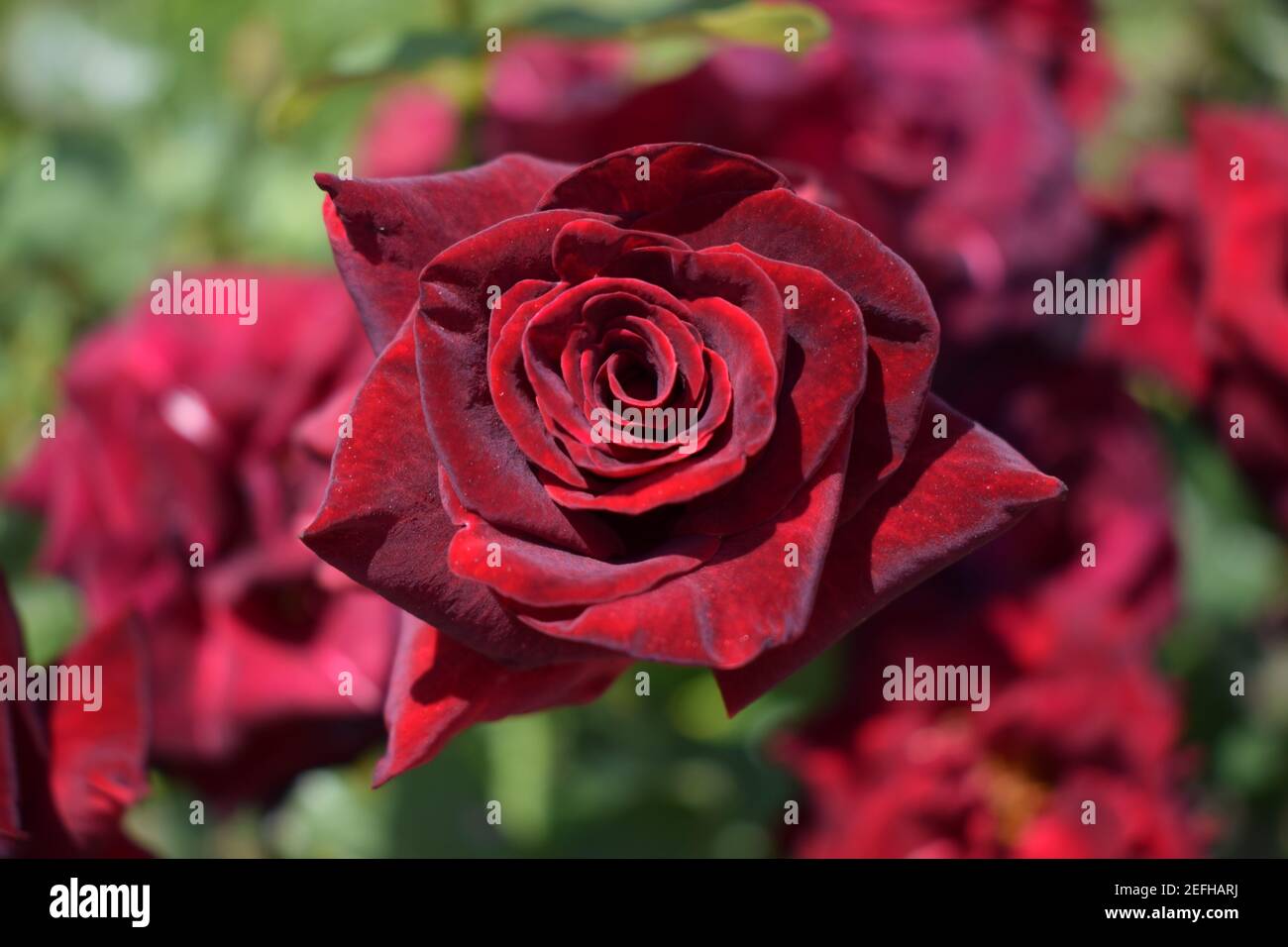 Red Rose on the Branch in the Garden. Red roses in in Full Bloom ...