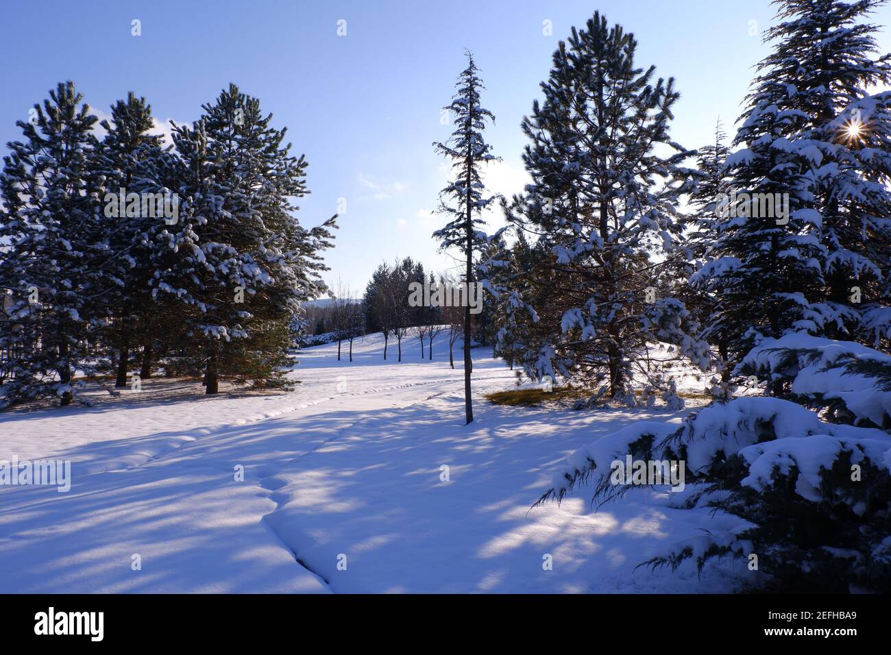 Oak tree in december snow hi-res stock photography and images - Alamy