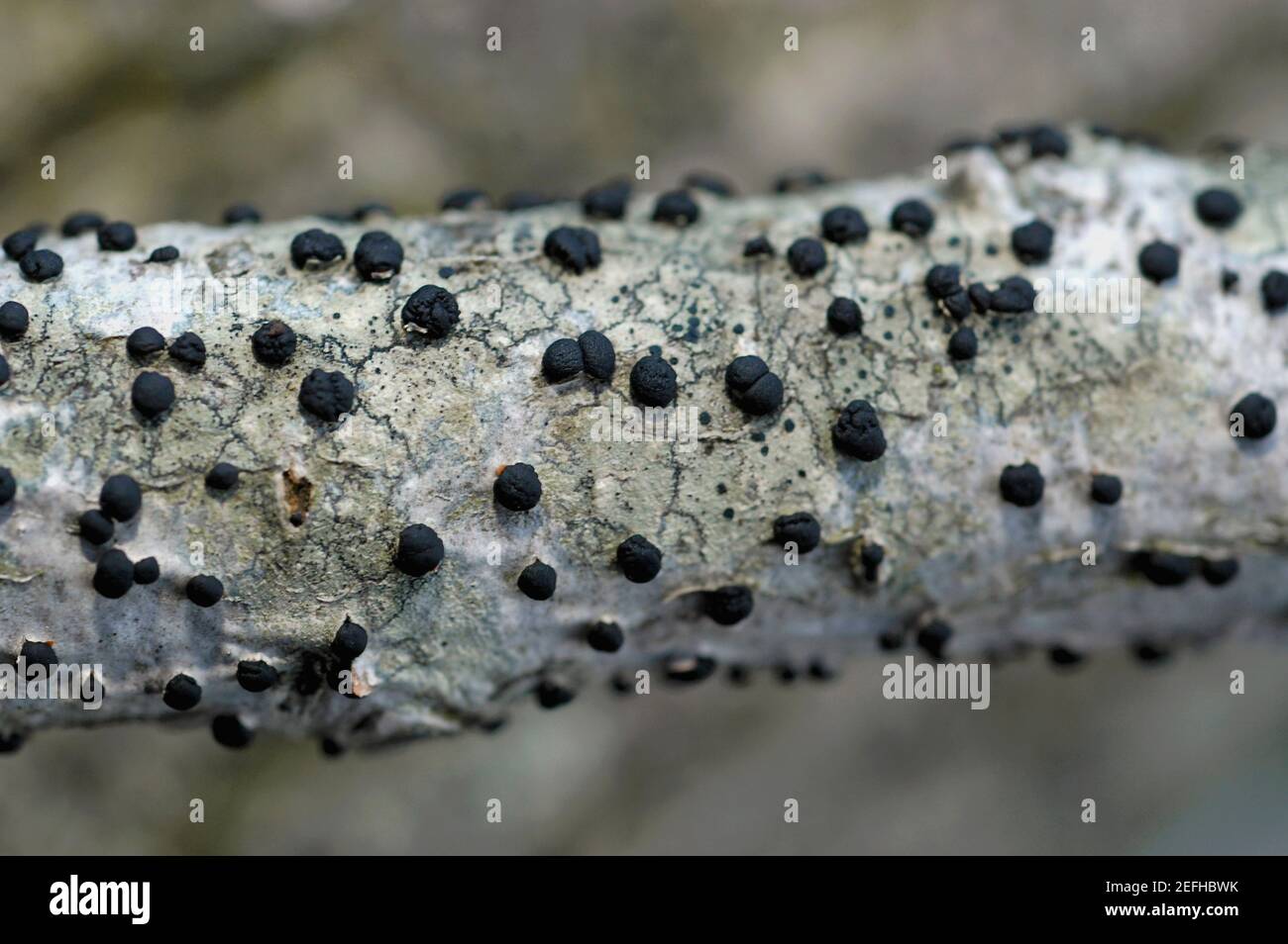 Close up of fungus on a branch Stock Photo - Alamy