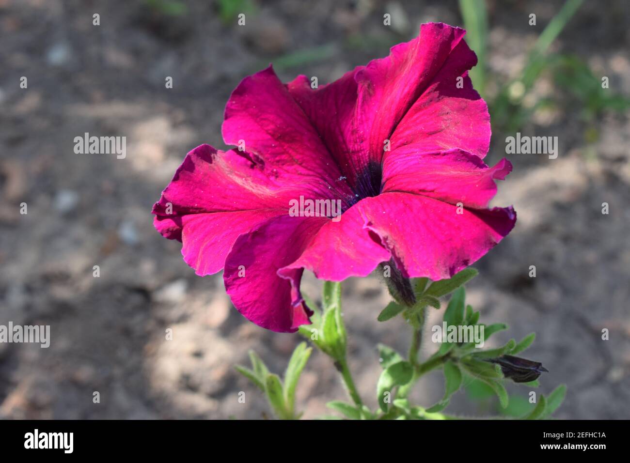 A Perfectly Pink Petunia on a Petunia Plant. One petunia flower close ...