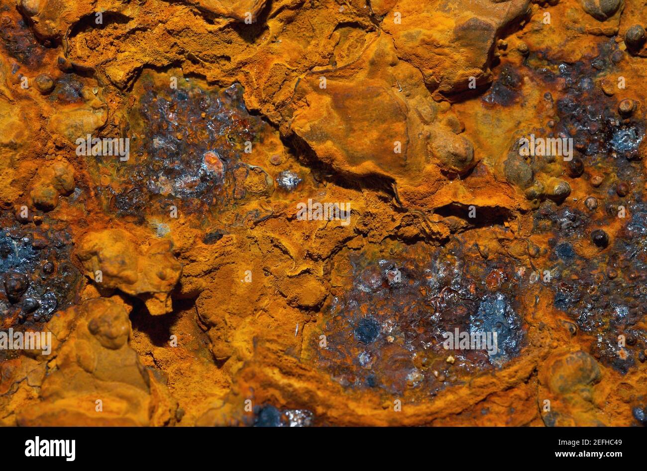 Fungus day hi-res stock photography and images - Alamy