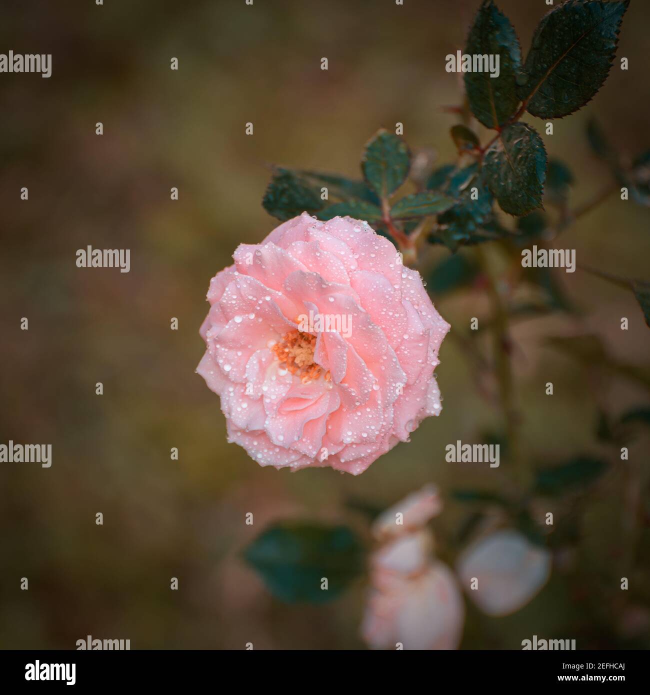 Smooth wild rose hi-res stock photography and images - Alamy