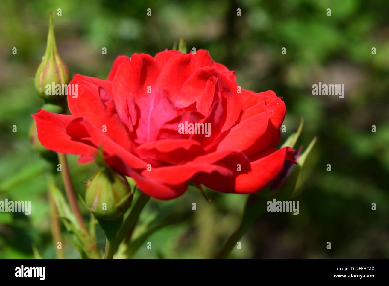 Beautiful red rose with buds in garden. Cyme of small red rose flowers ...