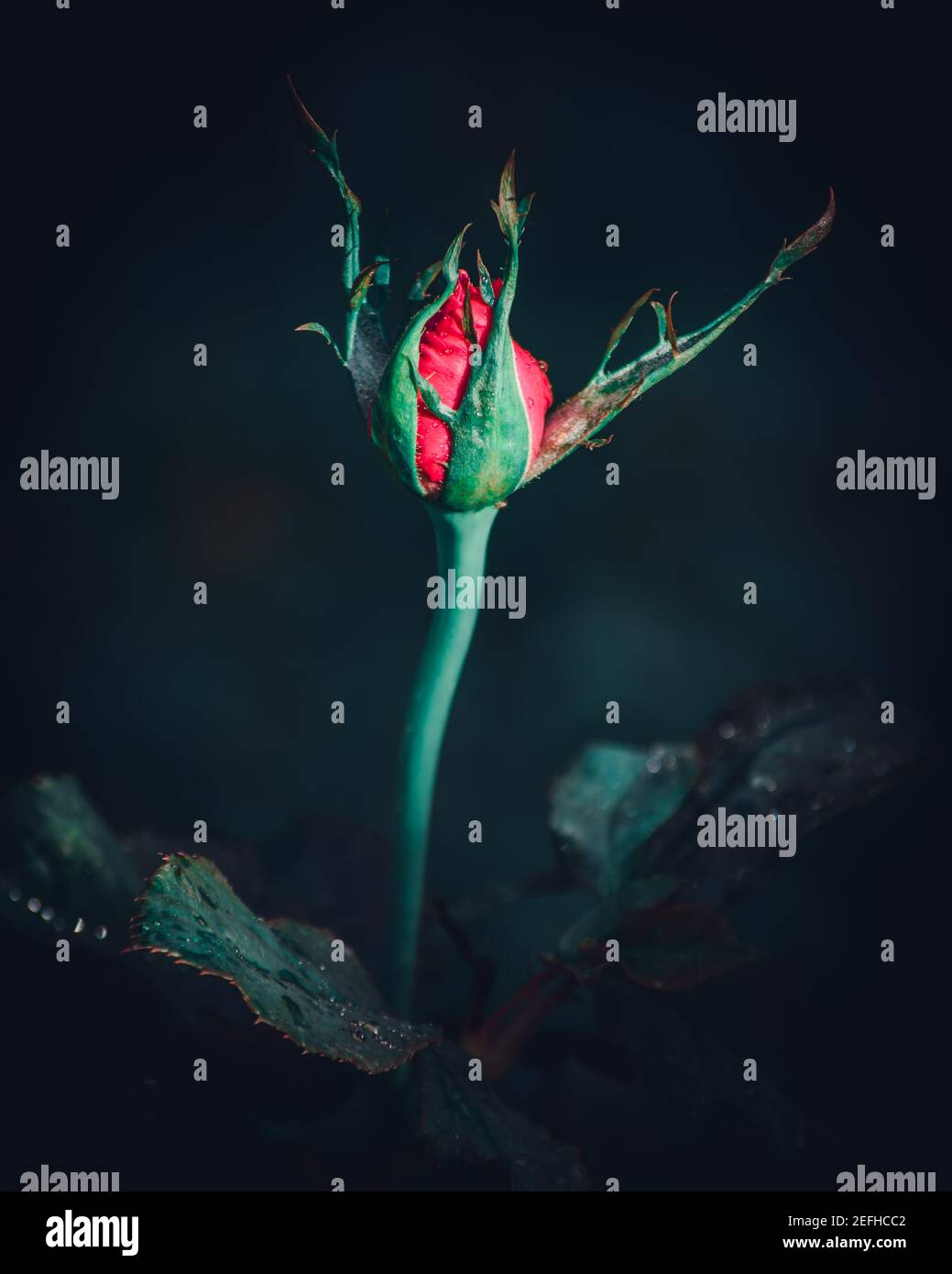 Isolated Single Large Red rose flower bud surrounded with green sepals ...