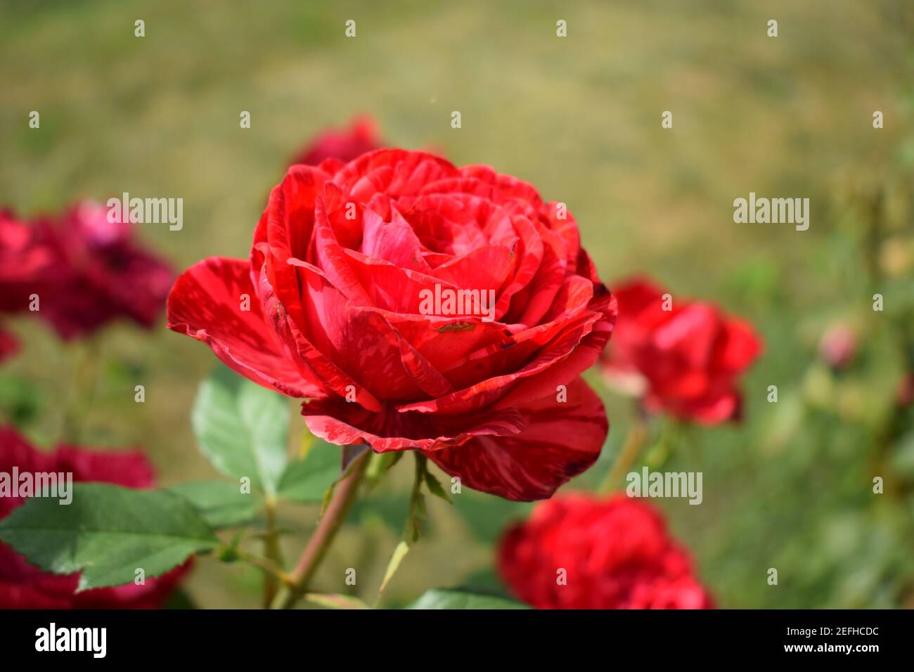 Red roses bushes blooming in summer garden. A lot of small red roses ...