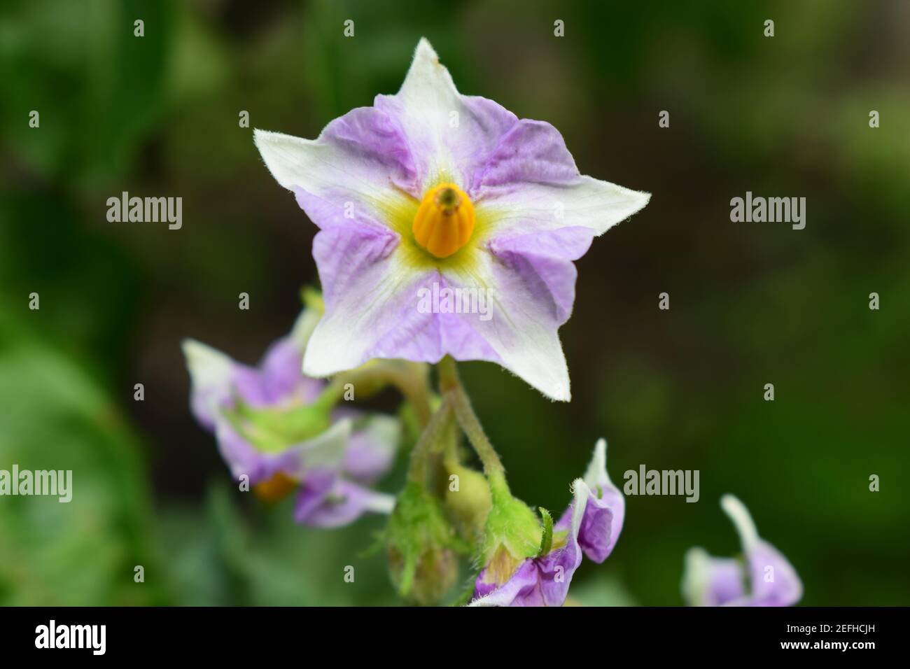Potato flowers growing in the garden. Potato flowers blossom in ...