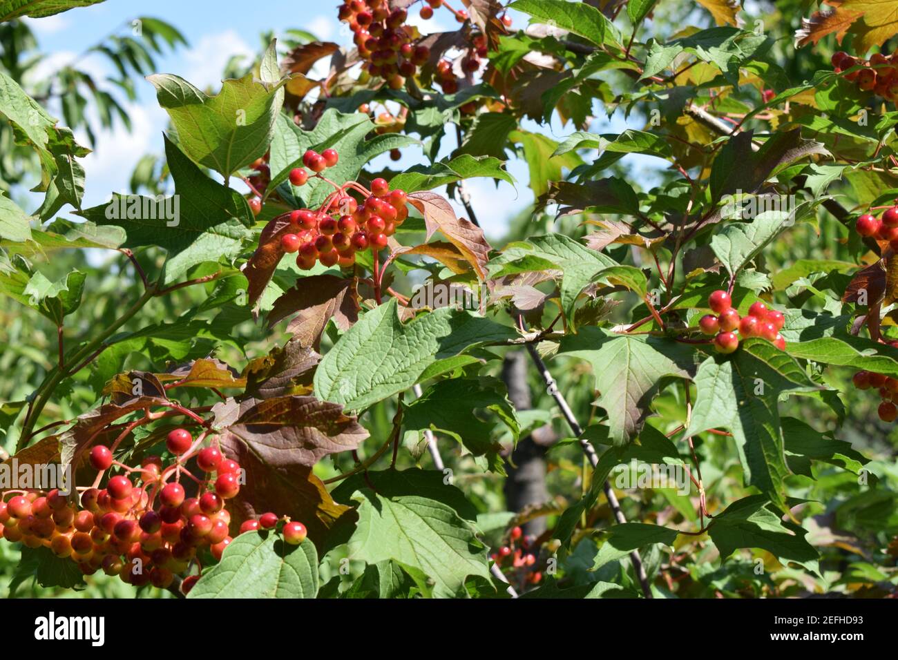 Red juicy viburnum berries on brunch. Red viburnum berries on a branch ...