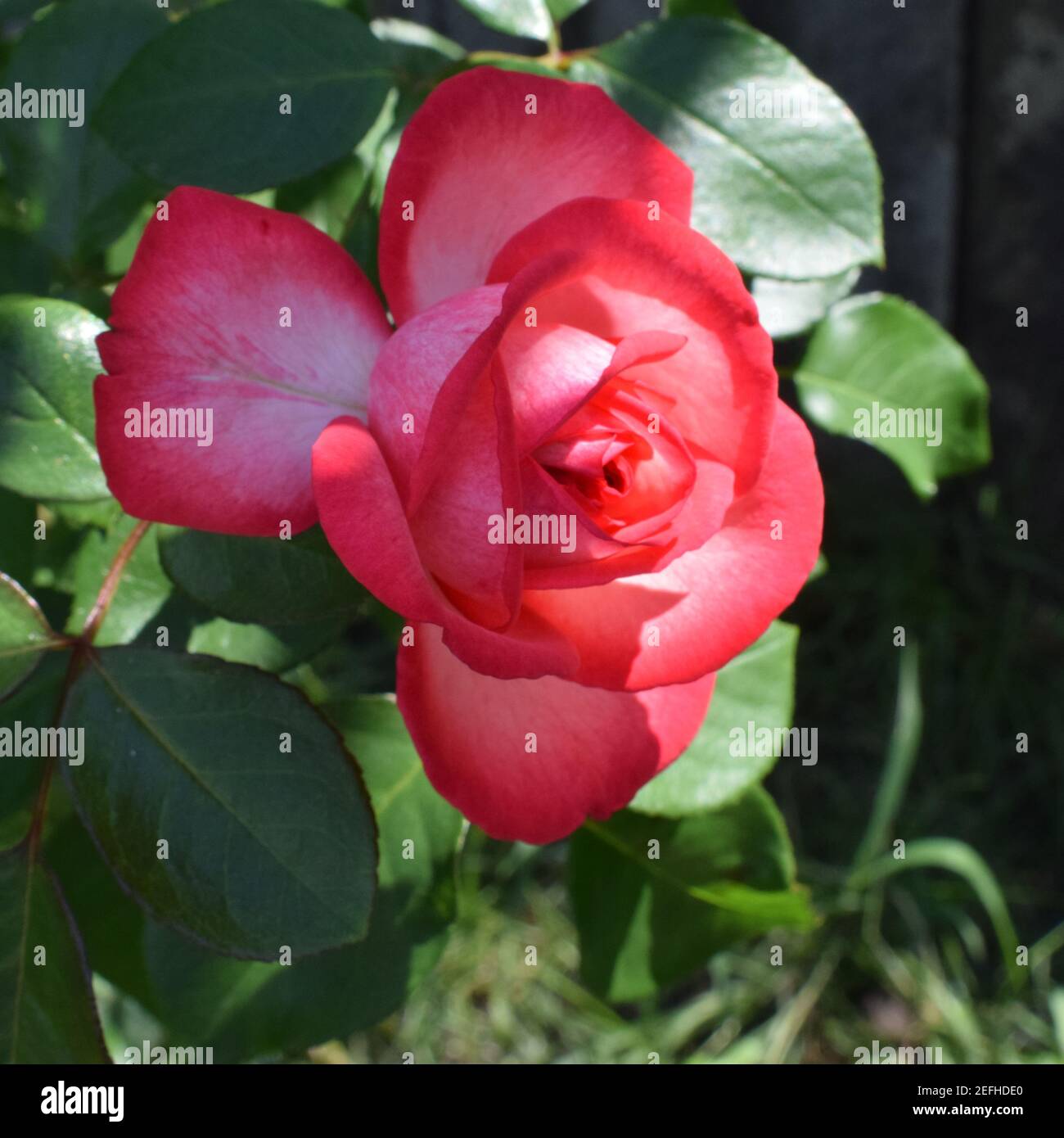 Beautiful red and white rose Bush in the summer garden Stock Photo - Alamy