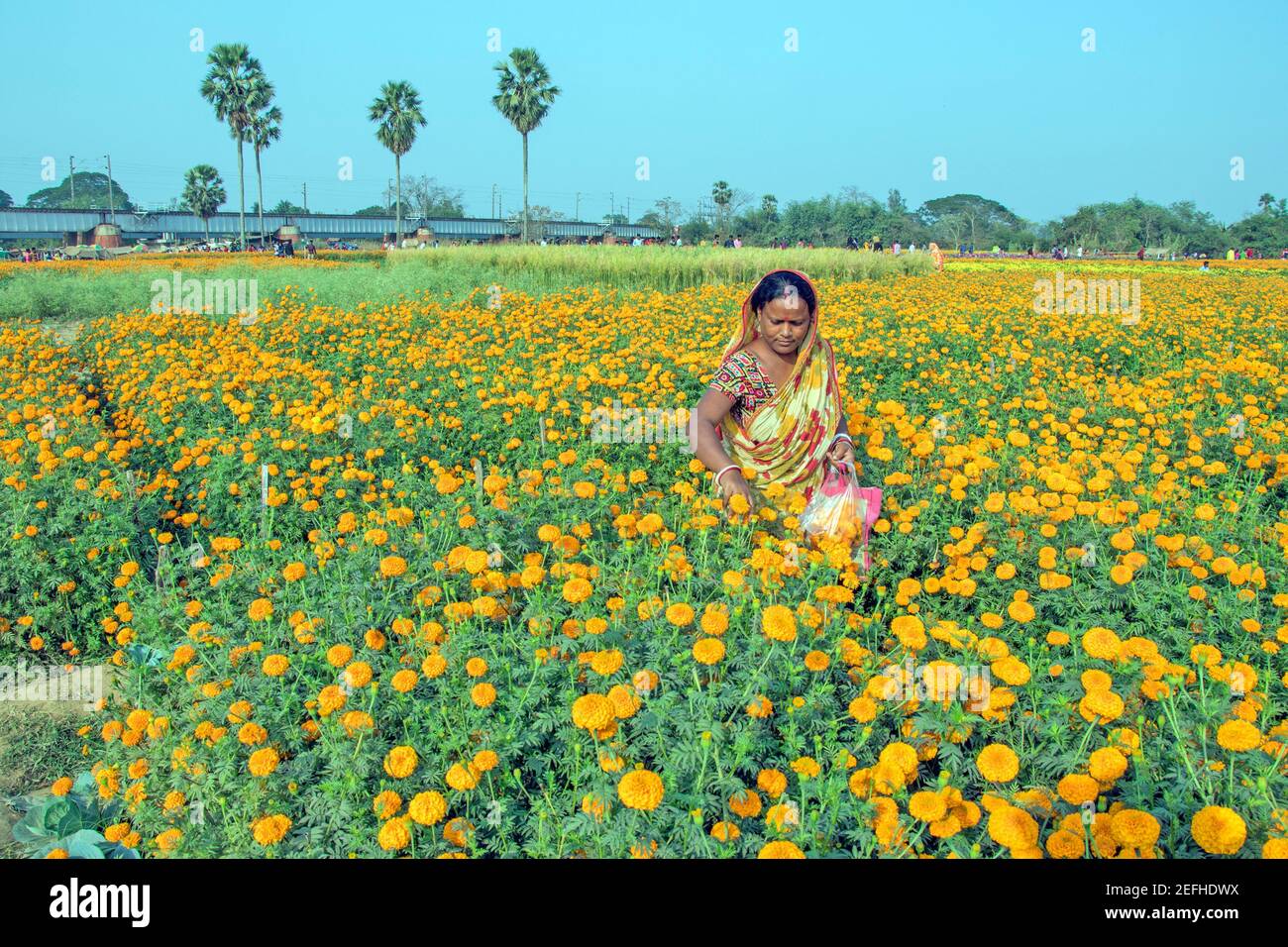 Medinipore hi-res stock photography and images - Alamy