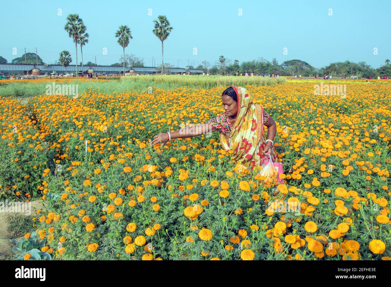 Medinipore hi-res stock photography and images - Alamy