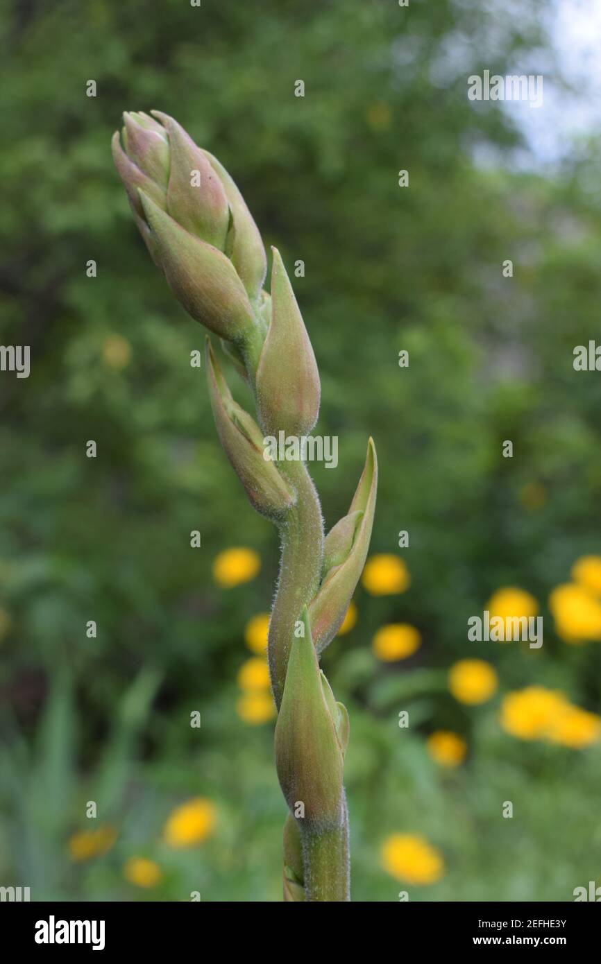 Beautiful background with buds of Yucca before blooming. Close up shot ...