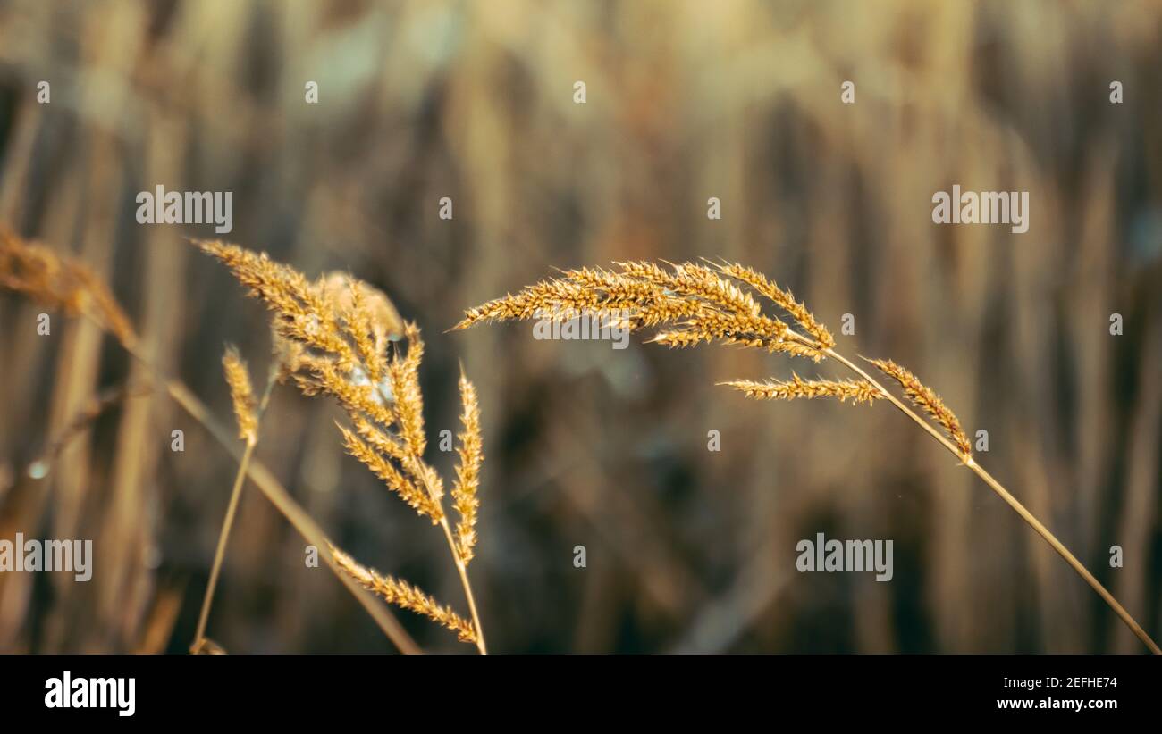Long straw wheat hi-res stock photography and images - Alamy