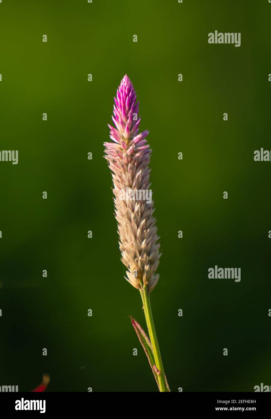 Cock's comb plant flower isolated against the green soft background ...