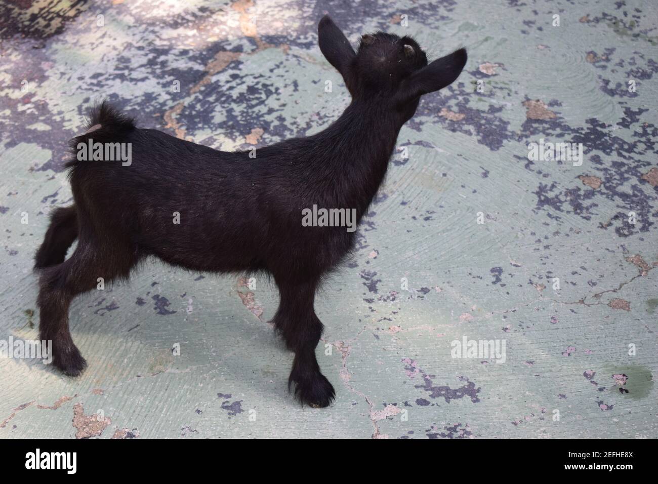 Domestic animal, photo of a black goat kid in a farm. Portrait of a ...