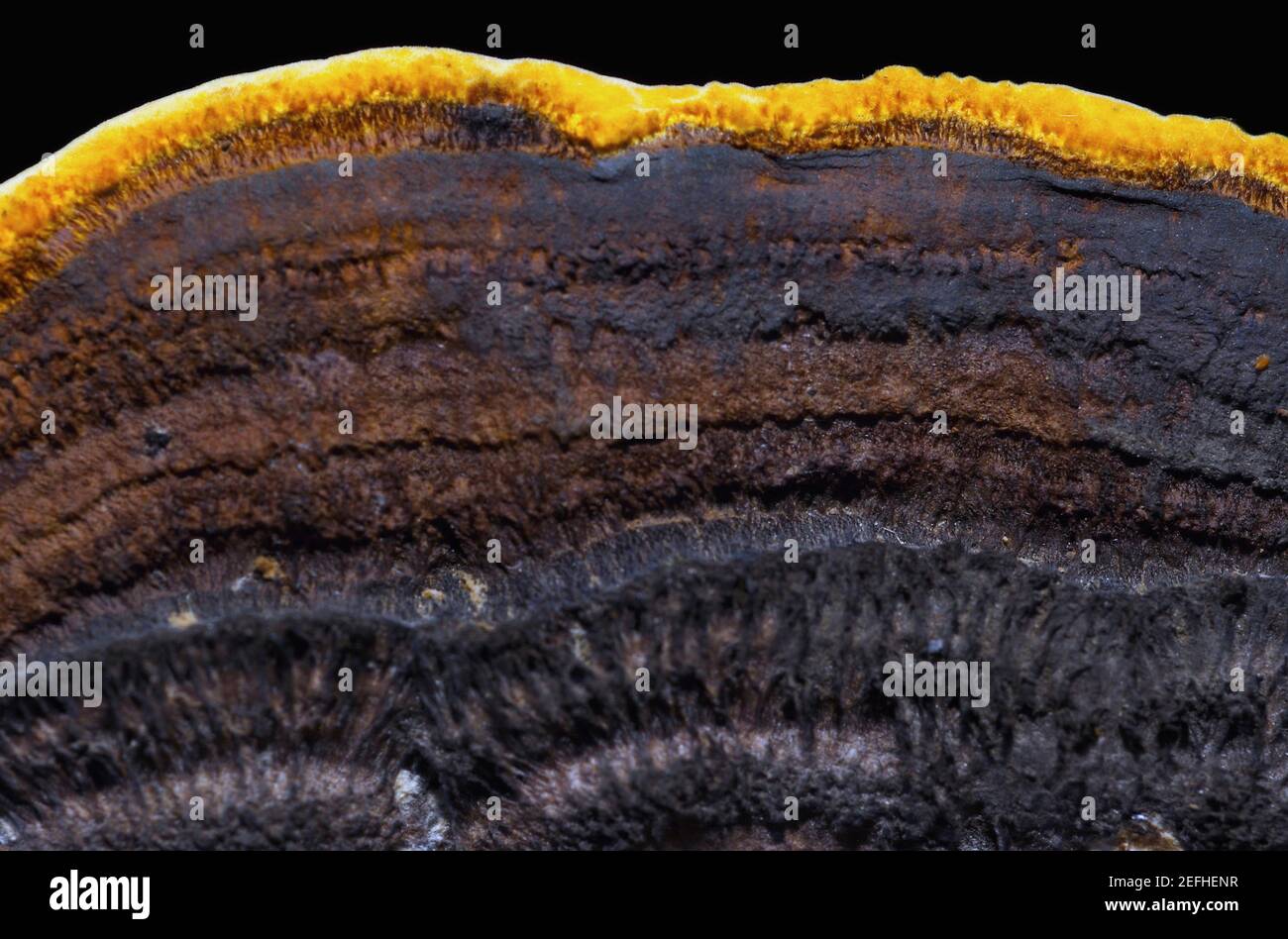 Yellow fungus on rock close hi-res stock photography and images - Alamy