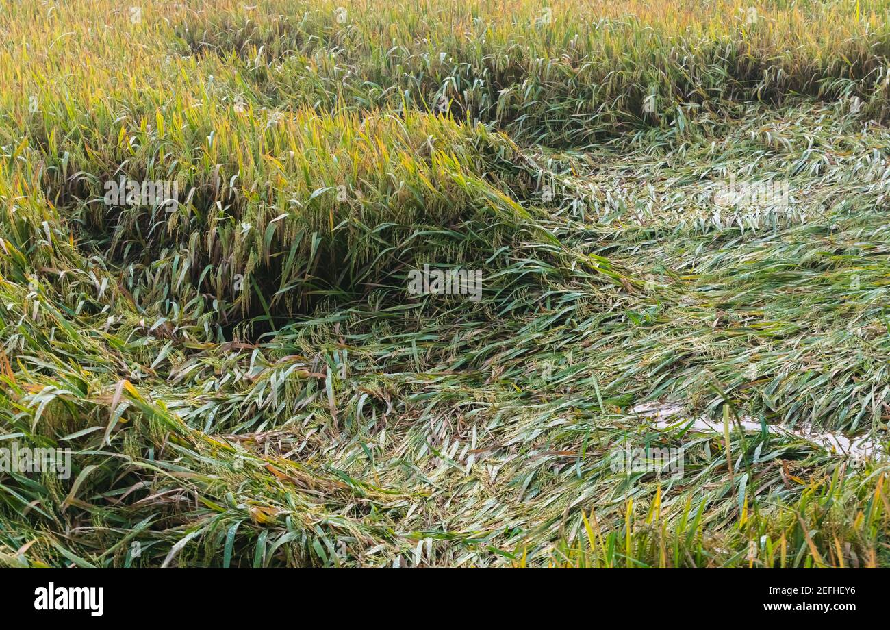 Part of the Paddy field destroyed by the heavy rain and wind, Rice ...