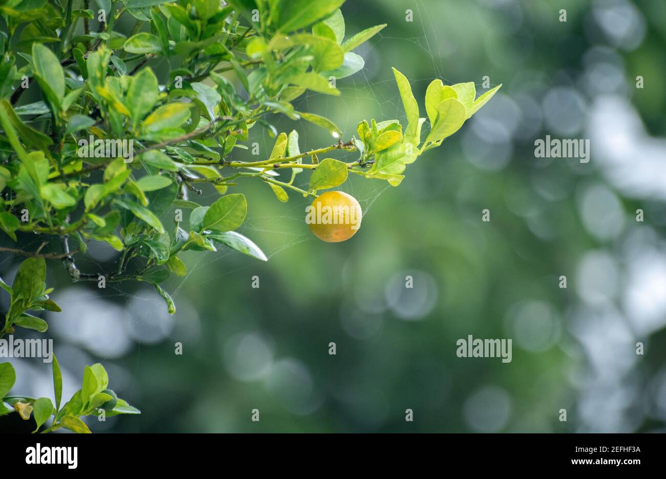 Citrus orchard hi-res stock photography and images - Alamy