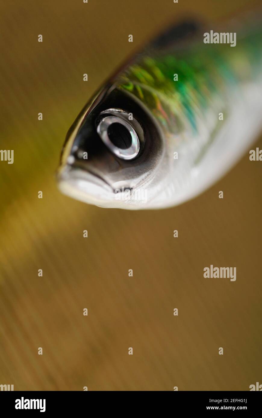 One eye fish hi-res stock photography and images - Alamy