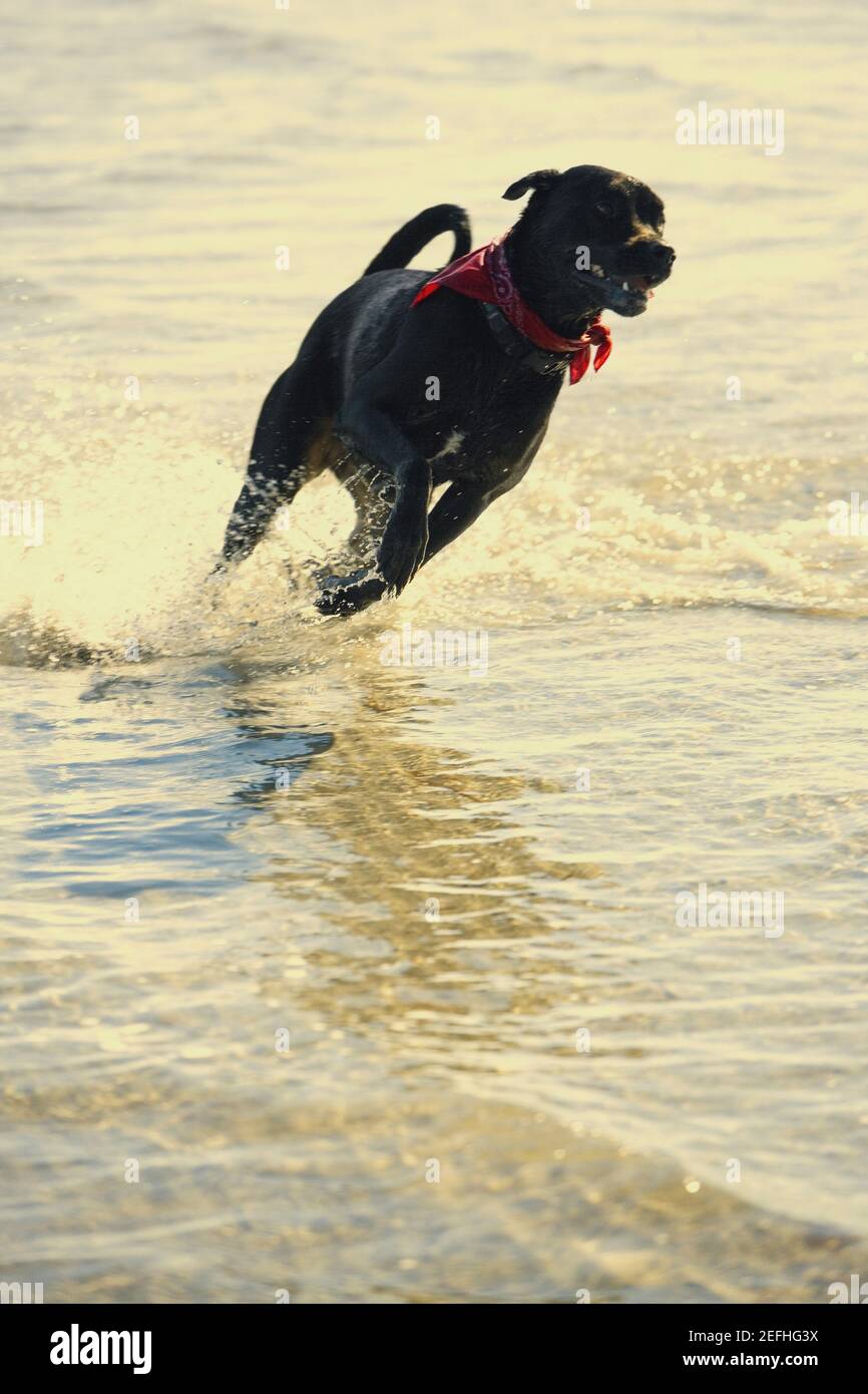 Dog running in water Stock Photo - Alamy