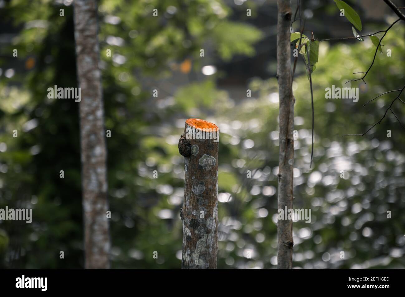 half cut tree trunk standing with other trees in the forest. concept of ...