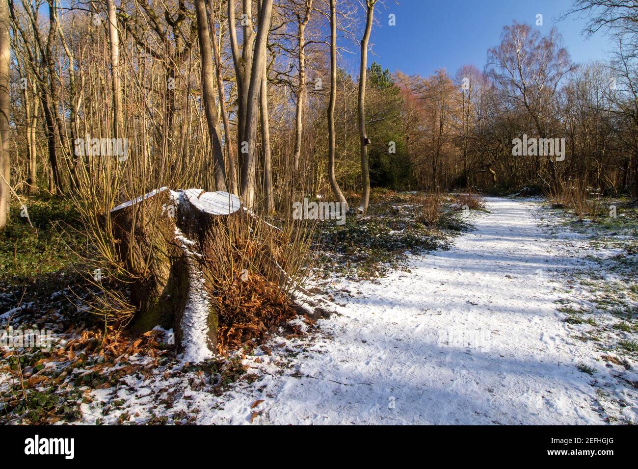 Dusting of snow in a woodland setting with weak winter sunshine Stock ...