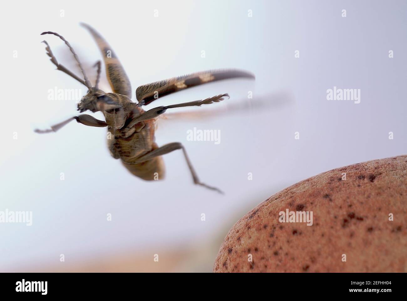 Arthropod motion hi-res stock photography and images - Alamy