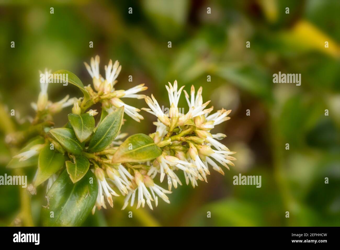 Sarcococca hookeriana (Himalayan sweet box) evergreen garden plant ...