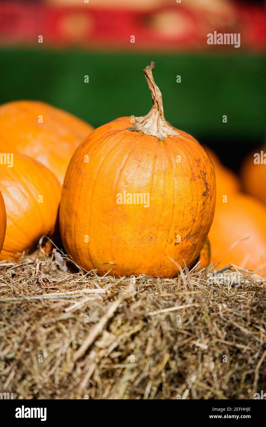 Up close image pumpkins hi-res stock photography and images - Alamy