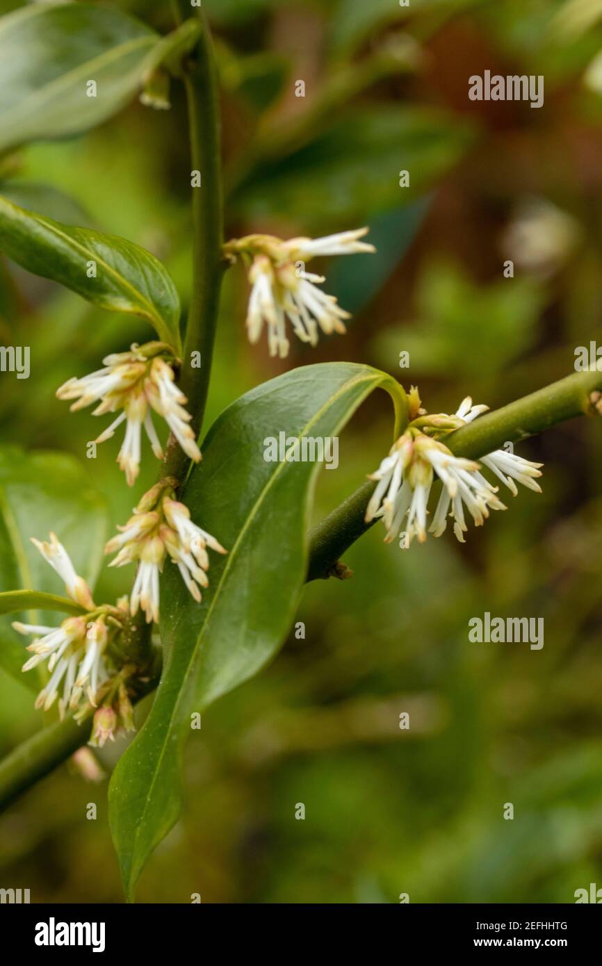 Sarcococca hookeriana hi-res stock photography and images - Alamy