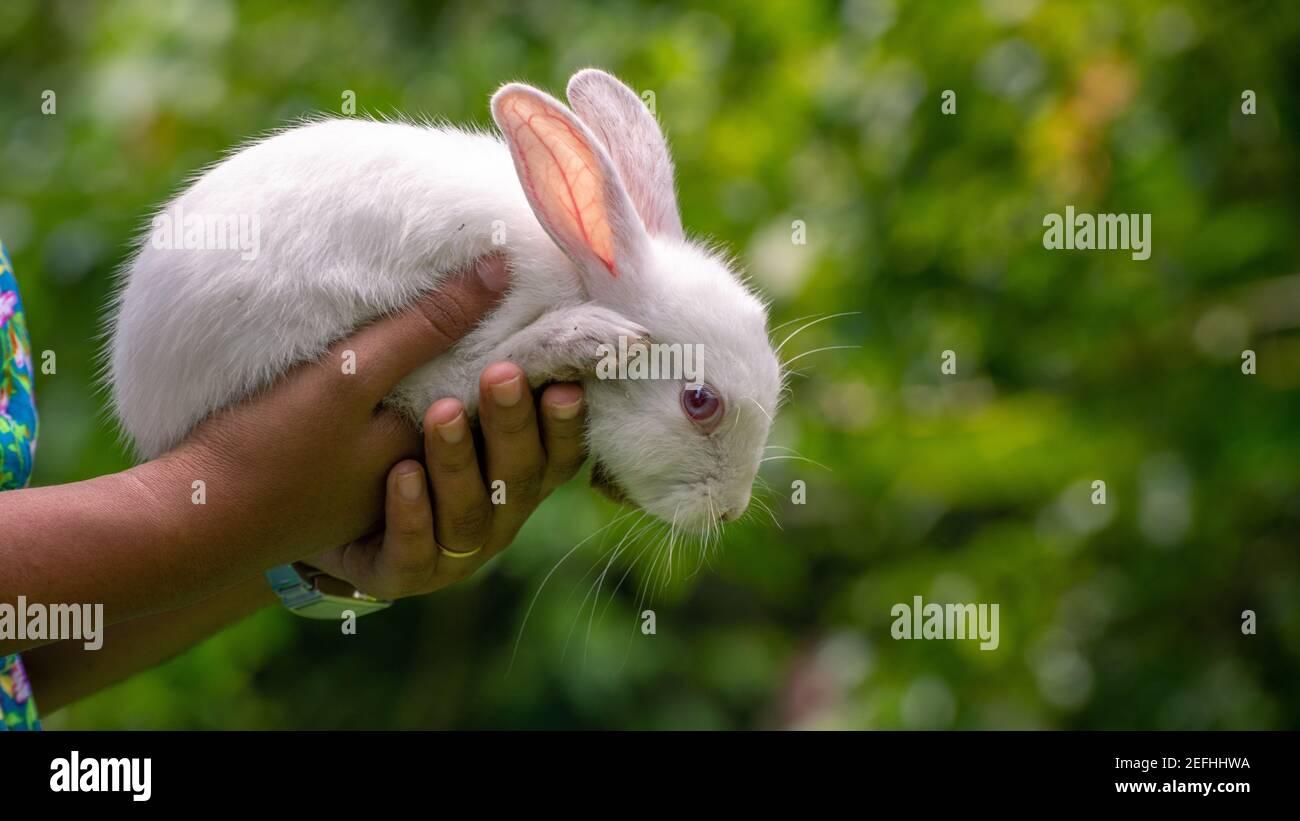 Hare rabbit ears veins hi-res stock photography and images - Alamy