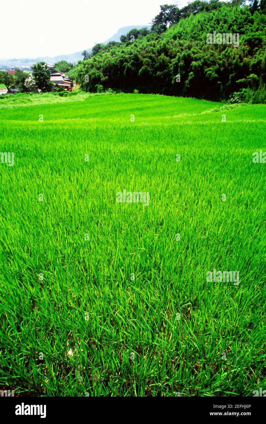Japan shikoku rice hi-res stock photography and images - Alamy