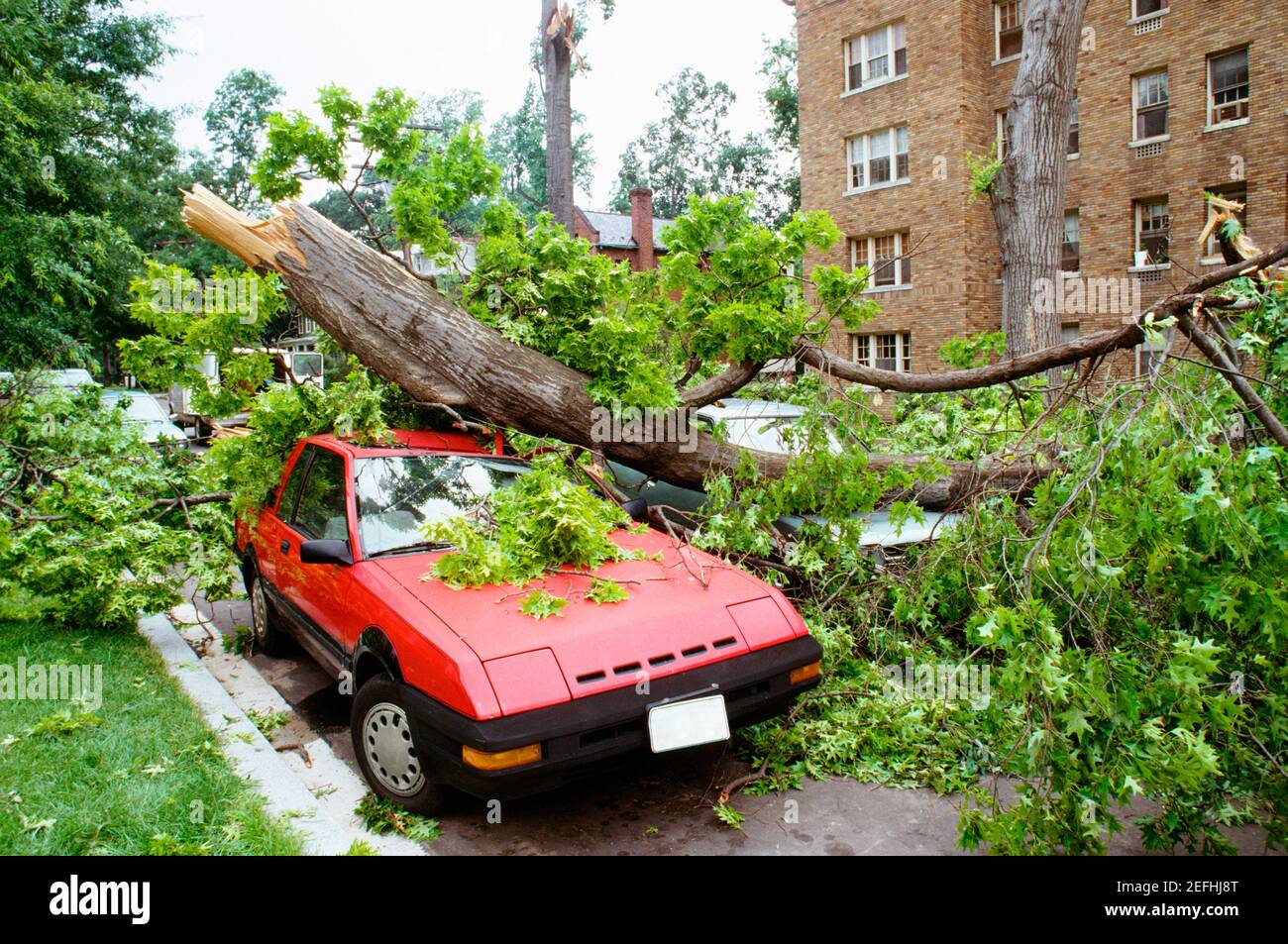 Tree branch fallen on car hi-res stock photography and images - Alamy