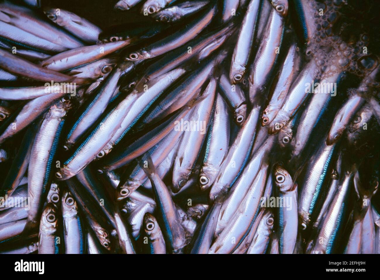 Close-up of a heap of fish, Uwajima, Shikoku, Japan Stock Photo - Alamy