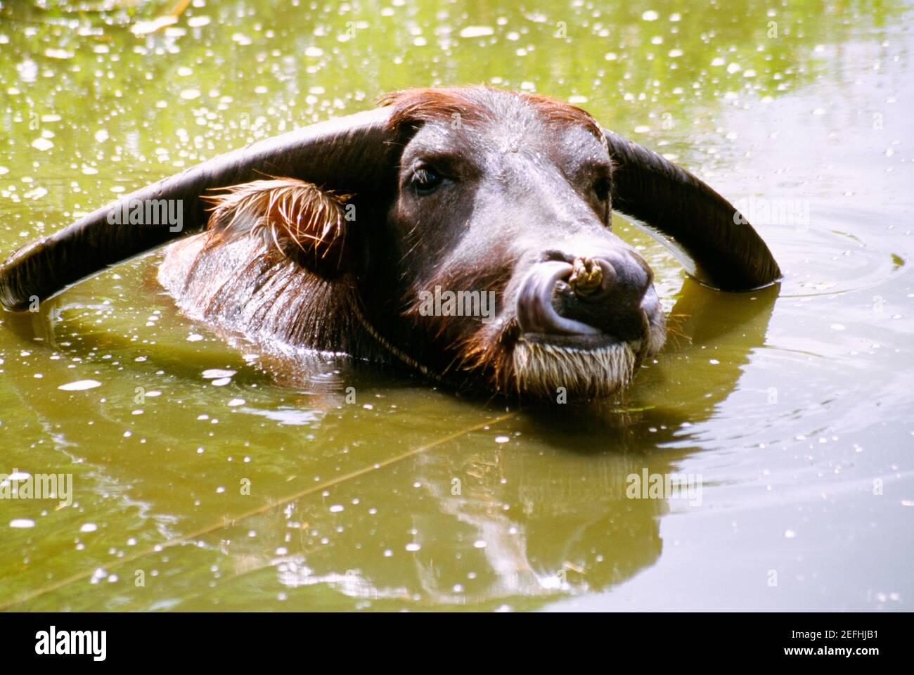Japan water buffalo hi-res stock photography and images - Alamy
