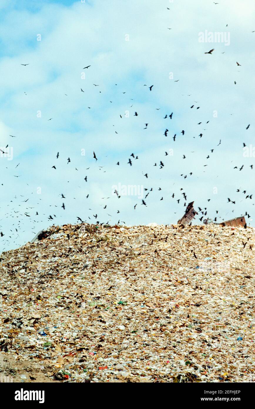 Birds over the garbage dump hi-res stock photography and images - Alamy