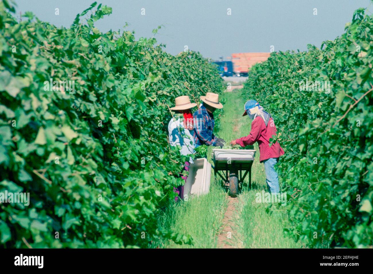 Grape harvesters, Bakersfield, California Stock Photo - Alamy
